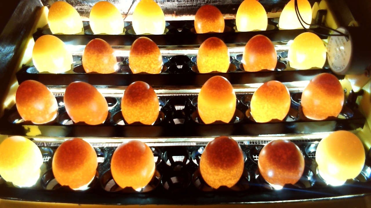Egg Fertility Detection Object Detection Dataset By Egg Detection