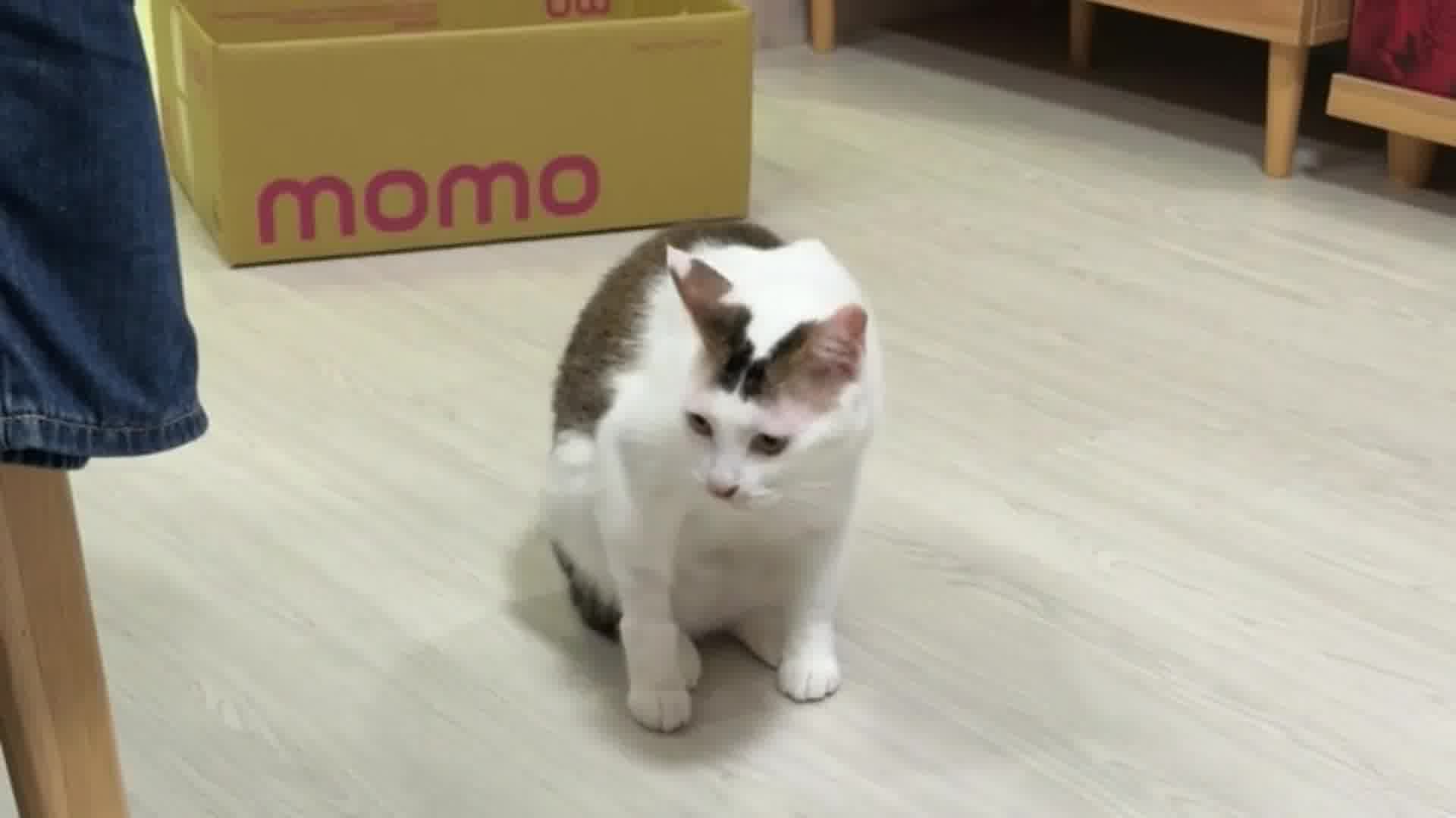 cat (cat-yd2ce) - Roboflow Universe