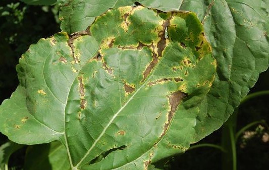 leaf Instance Segmentation Dataset and Pre-Trained Model by project