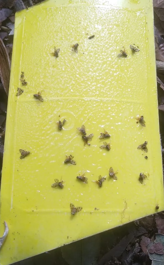 Fruit fly counting Object Detection Model by CTIC UNI