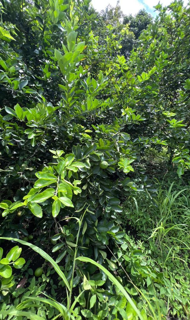 Mafer (mafer-yavie) - Roboflow Universe