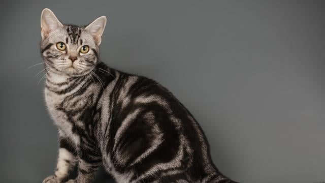 cat Object Detection Dataset by pao