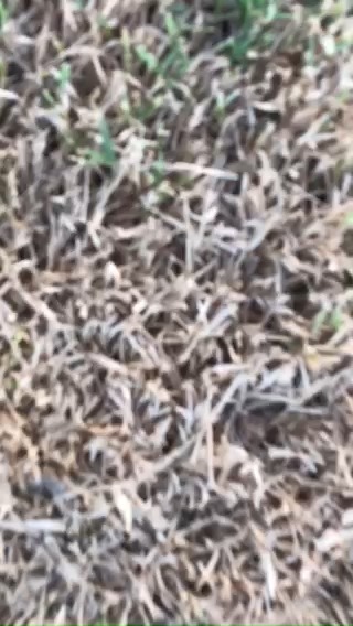 Grass Health Object Detection Dataset by FYP