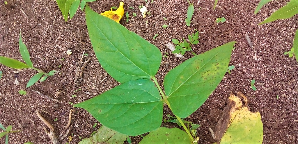 beans Object Detection Dataset by beans