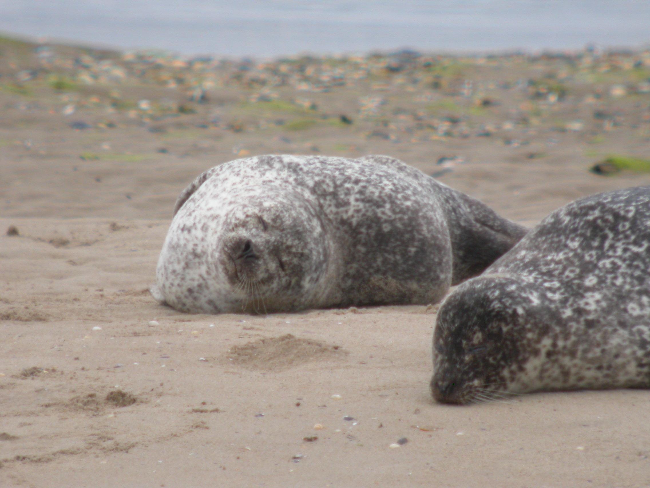 seal project Object Detection Dataset and Pre-Trained Model by ...