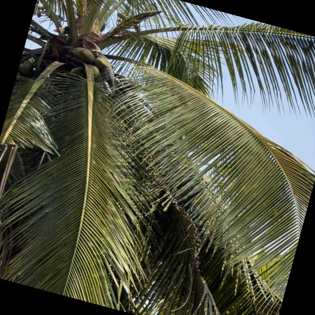Coconut Tree Disease Detection Object Detection Dataset And Pre Trained Model By Detection Of Fabric