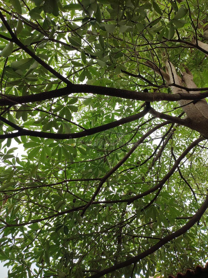 sampah ranting Object Detection Dataset by Plan