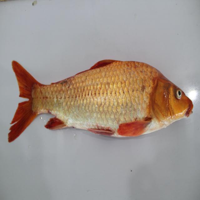 fish-scale detection Instance Segmentation Dataset and Pre-Trained Model by project-99tbe