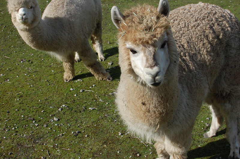 Alpaca Detection Object Detection Dataset By Alpaca Detection