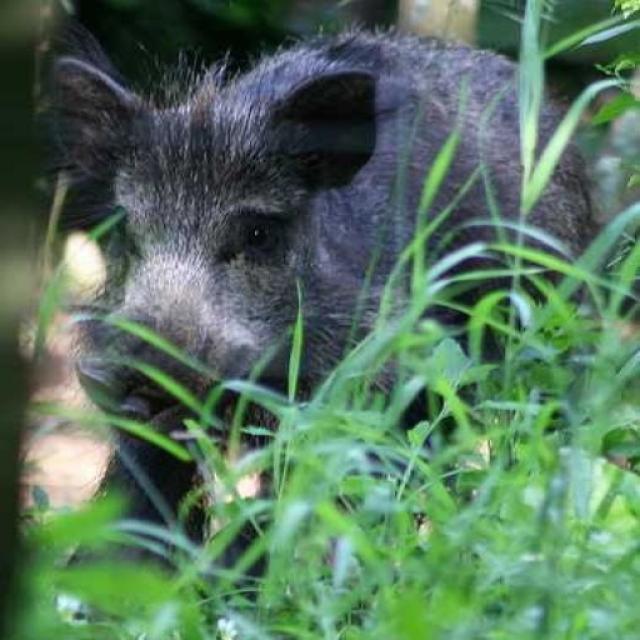 Wild Boar Deterrent Object Detection Dataset and Pre-Trained Model by Deepanshu Thapa