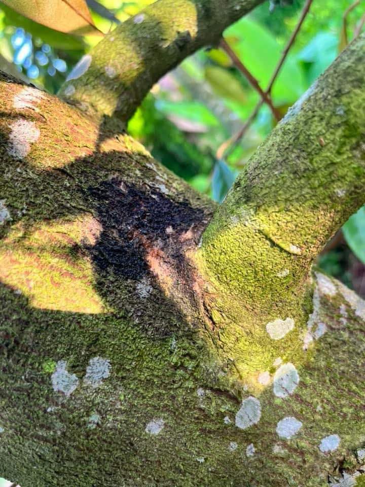 durian Classification Dataset by projects