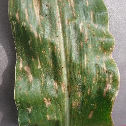 Corn Condition Identification Object Detection Dataset and Pre-Trained Model by BUS317 Project1