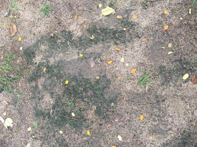 Weed Detection Instance Segmentation Dataset by Weed Detection