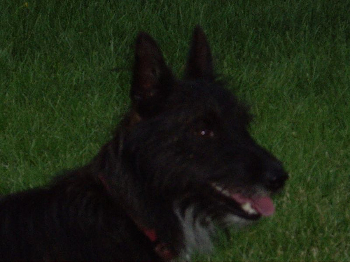 Yolov6-Oxford-IIIT Pet Dataset Object Detection Model by Northeastern ...