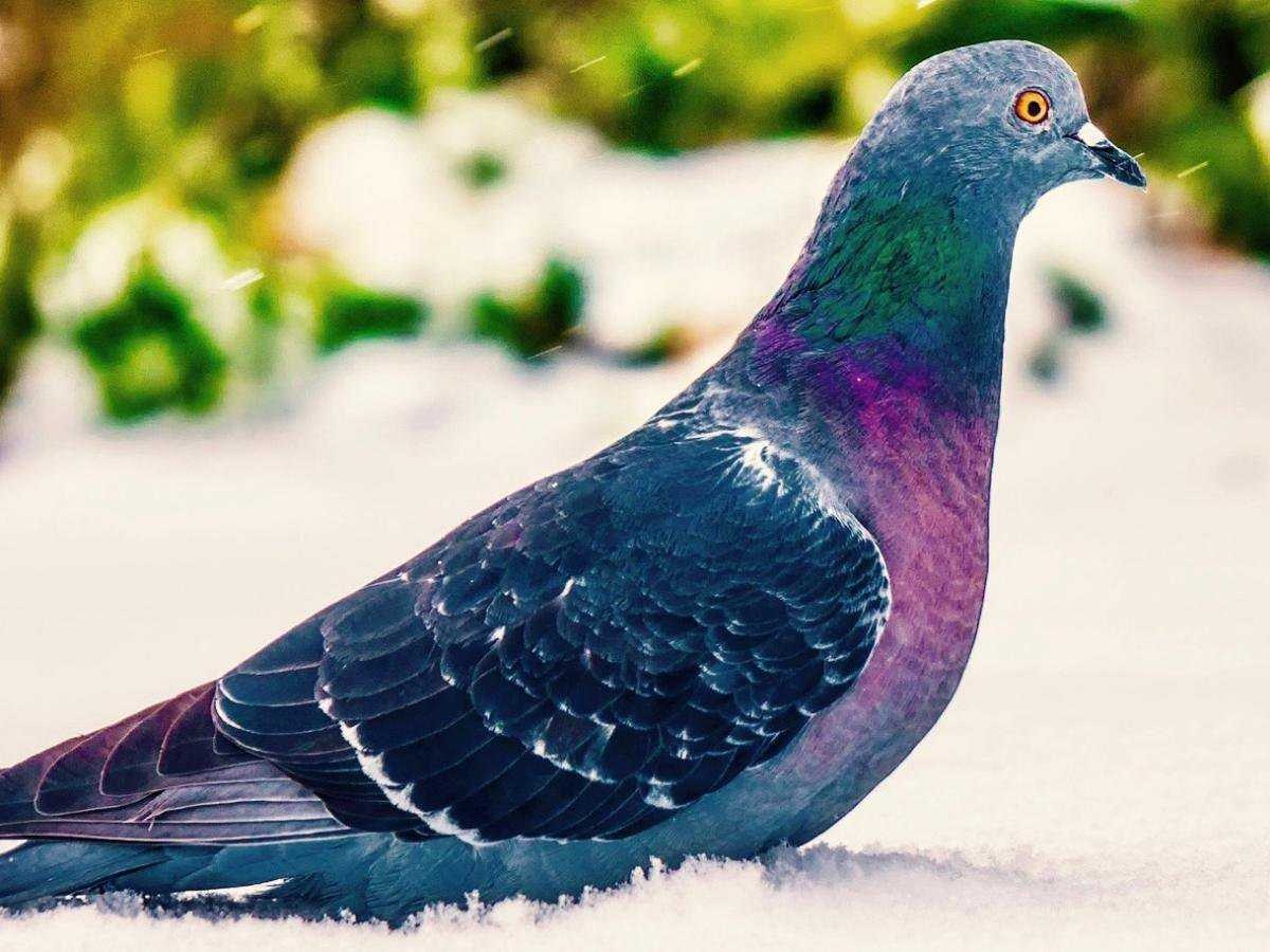 Pigeons Object Detection Dataset by aimetria