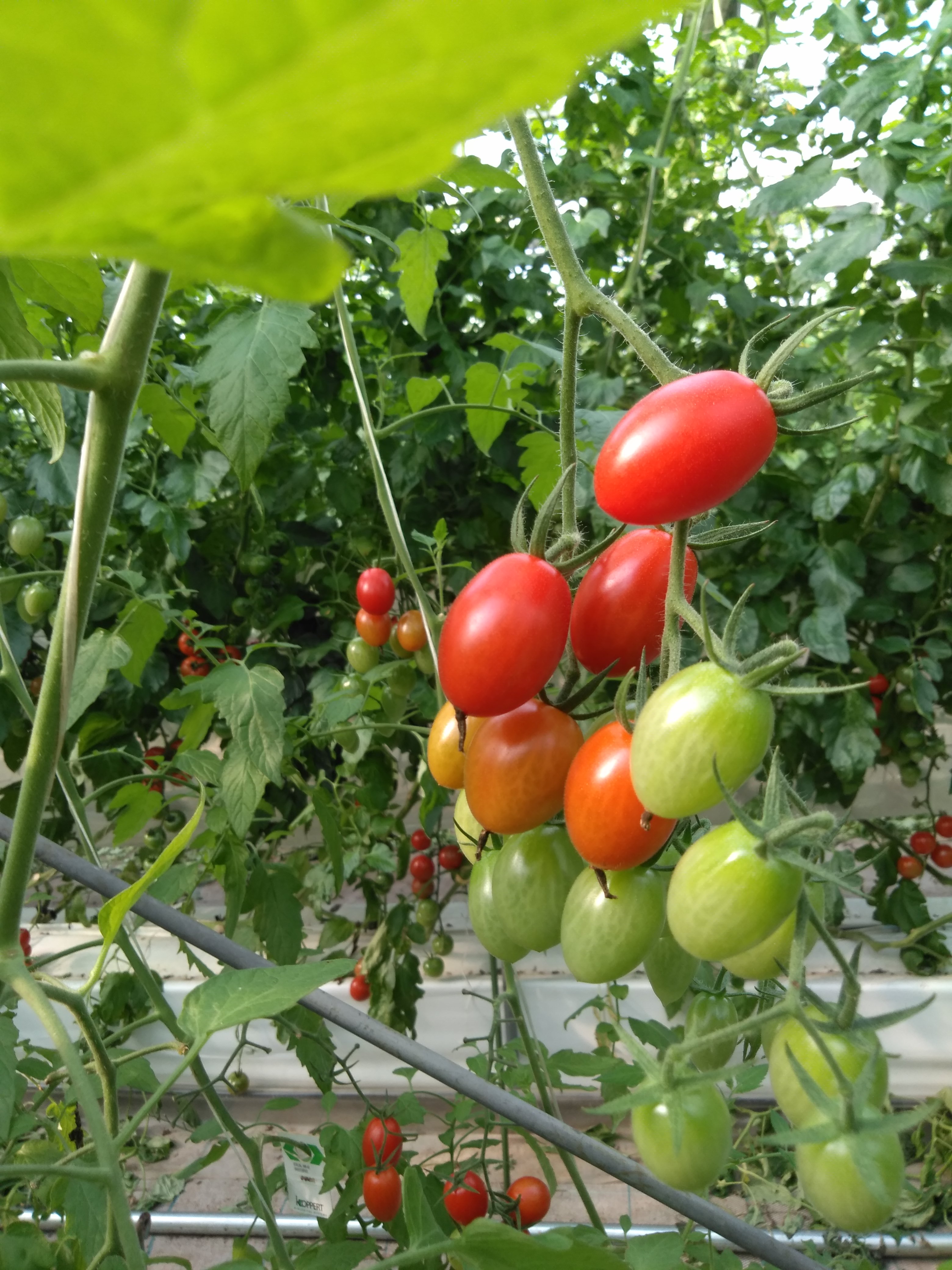 laboro-tomato Object Detection Model by aimetria