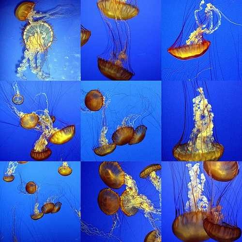 Jelly_Data Object Detection Dataset by Yoonchang Lee