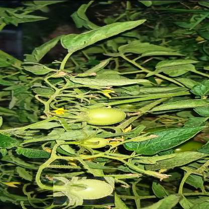 v3 Object Detection Dataset by Tomato Dataset