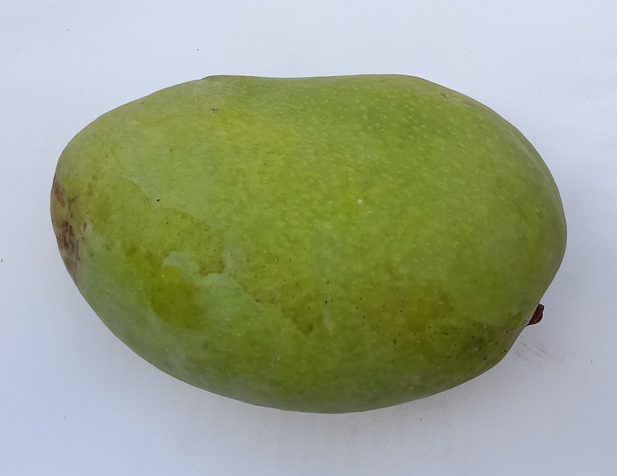 Mangoes Instance Segmentation Model by My Workspace