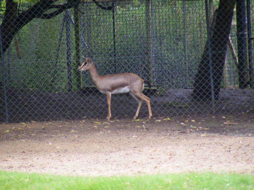 deer-on-roads Object Detection Dataset by Kannan