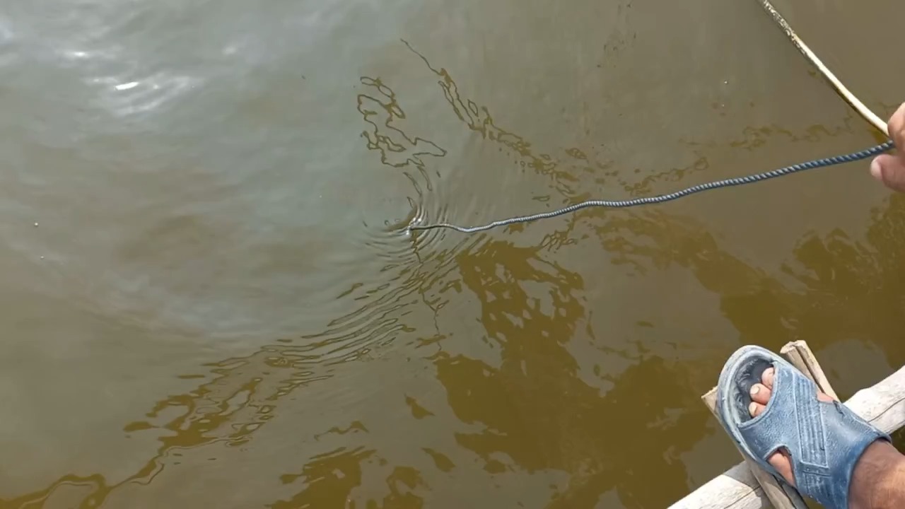 like:thesis-fingerlings-counter-using-yolov7-instance-segmentation/milkfish-fingerling-dataset ...