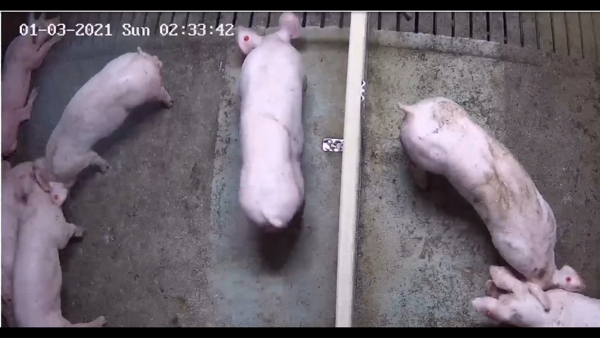 pigs1000 Object Detection Dataset by project-rd9ed