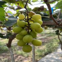 grape-grade-detection-cluster Object Detection Model by dataset