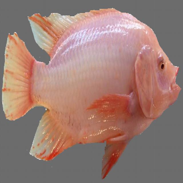 Fish Detection Object Detection Model by FYP