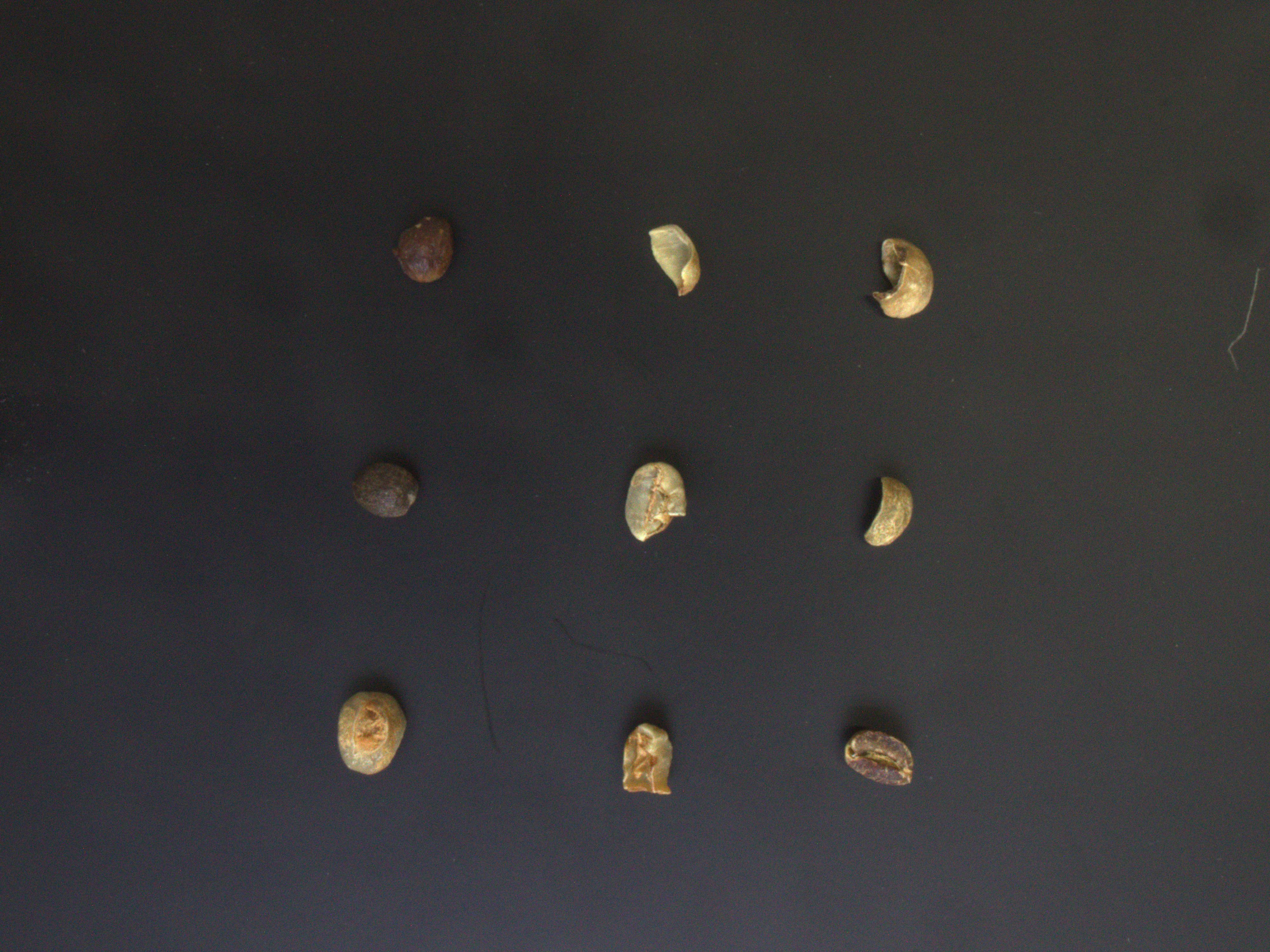 Green Coffee Beans Object Detection Dataset And Pre Trained Model By