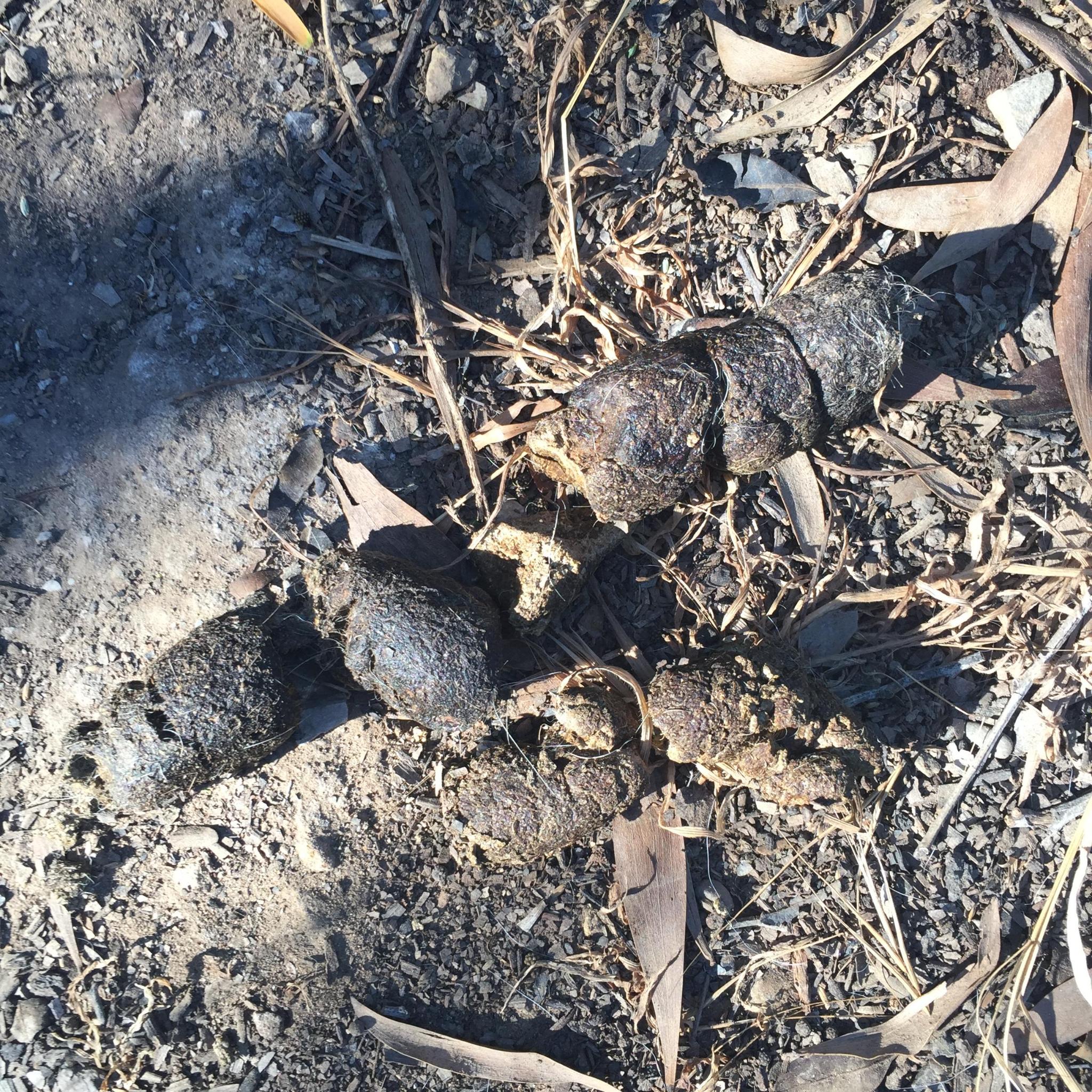 poop492 Object Detection Dataset by poop