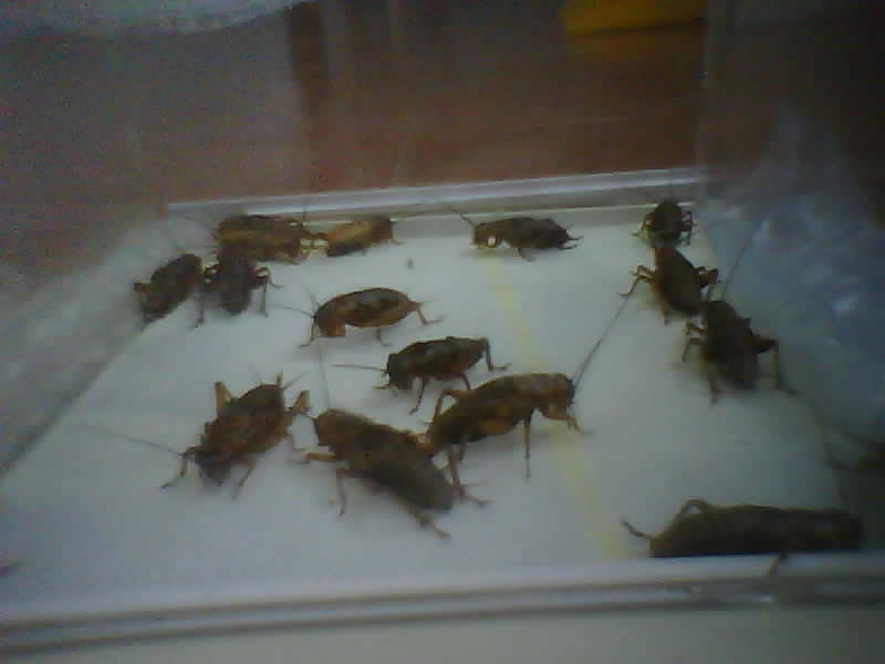 Cricket Object Detection Model By Jangkrik Classification