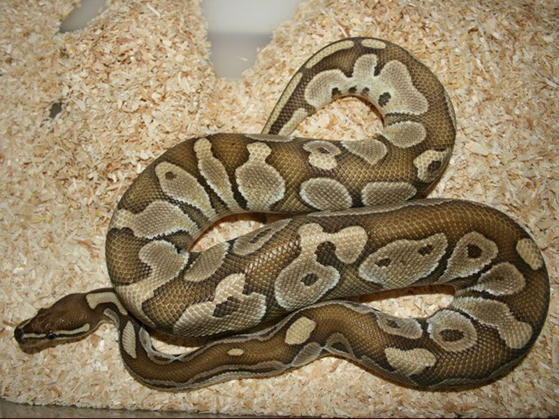 blutter Object Detection Dataset by naressuan