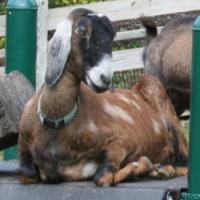 Goat Pox Detection - Roboflow Universe