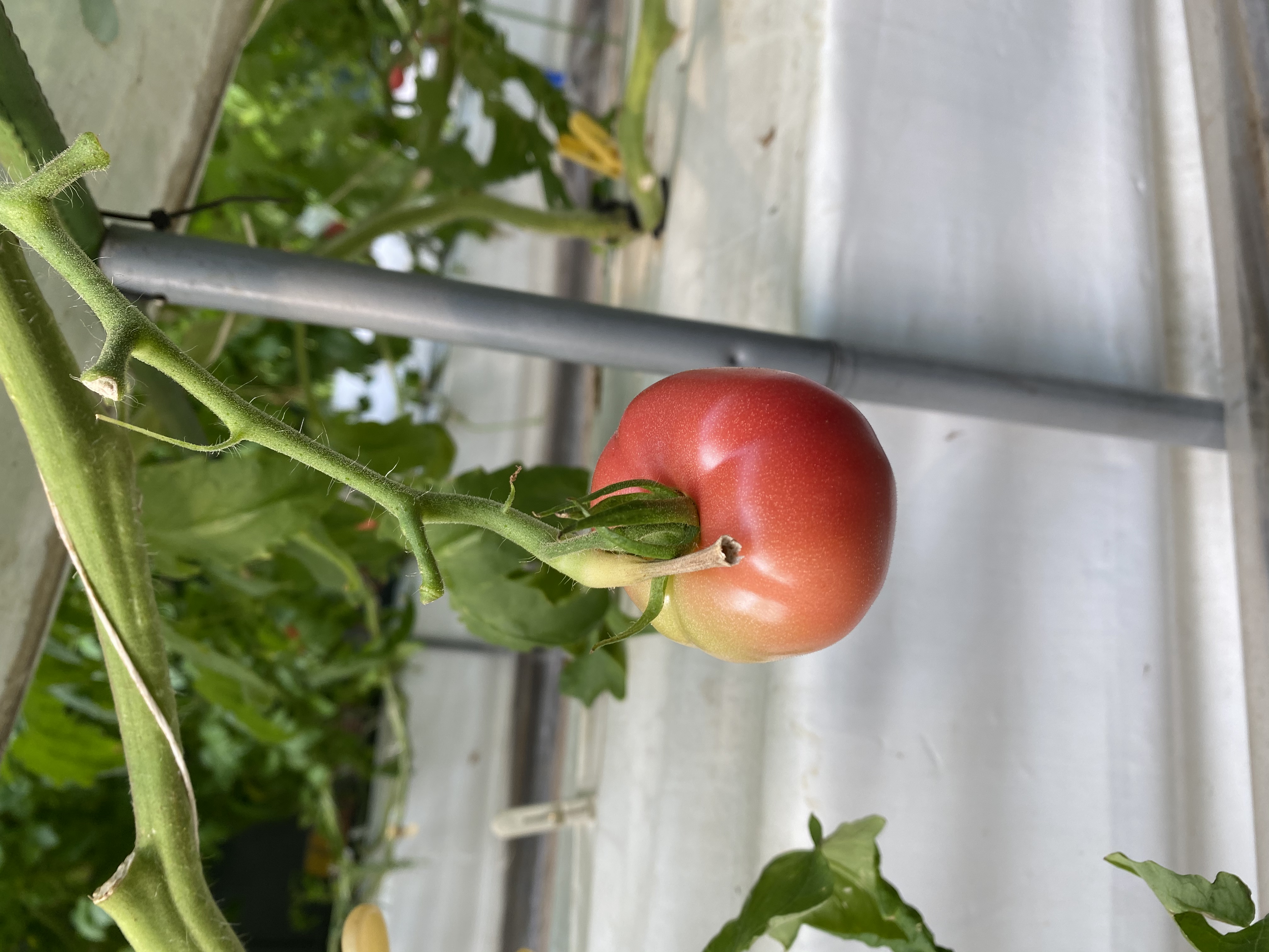 Vegetables Object Detection Dataset by food