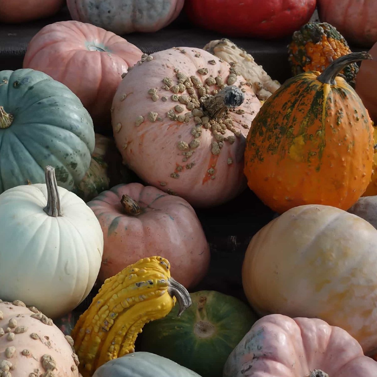 My first project Pumpkin Object Detection Model by project-2grig