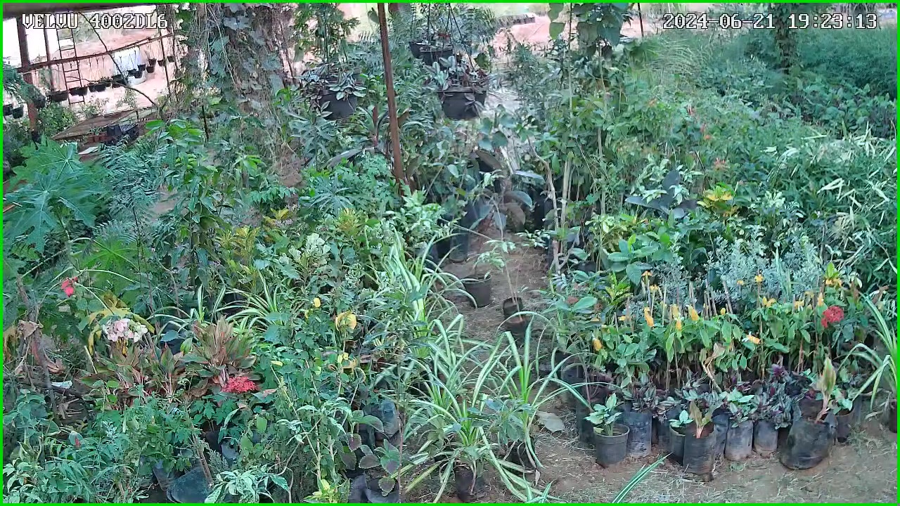 New Plants Object Detection Model by Plants