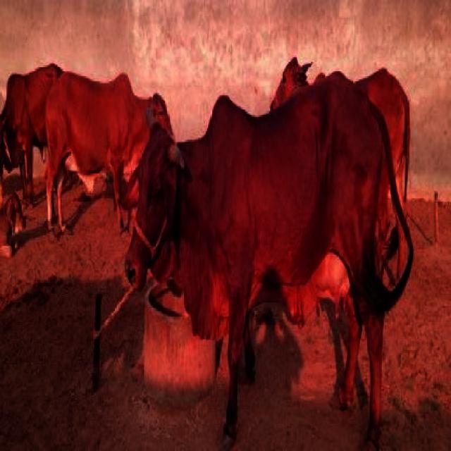 Cattle Counting Object Detection Dataset And Pre Trained Model By