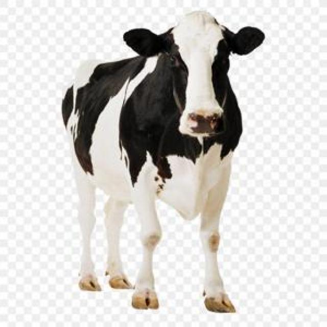 Cattle Segmentation Instance Segmentation Dataset And Pre Trained Model By Unversity Final Project