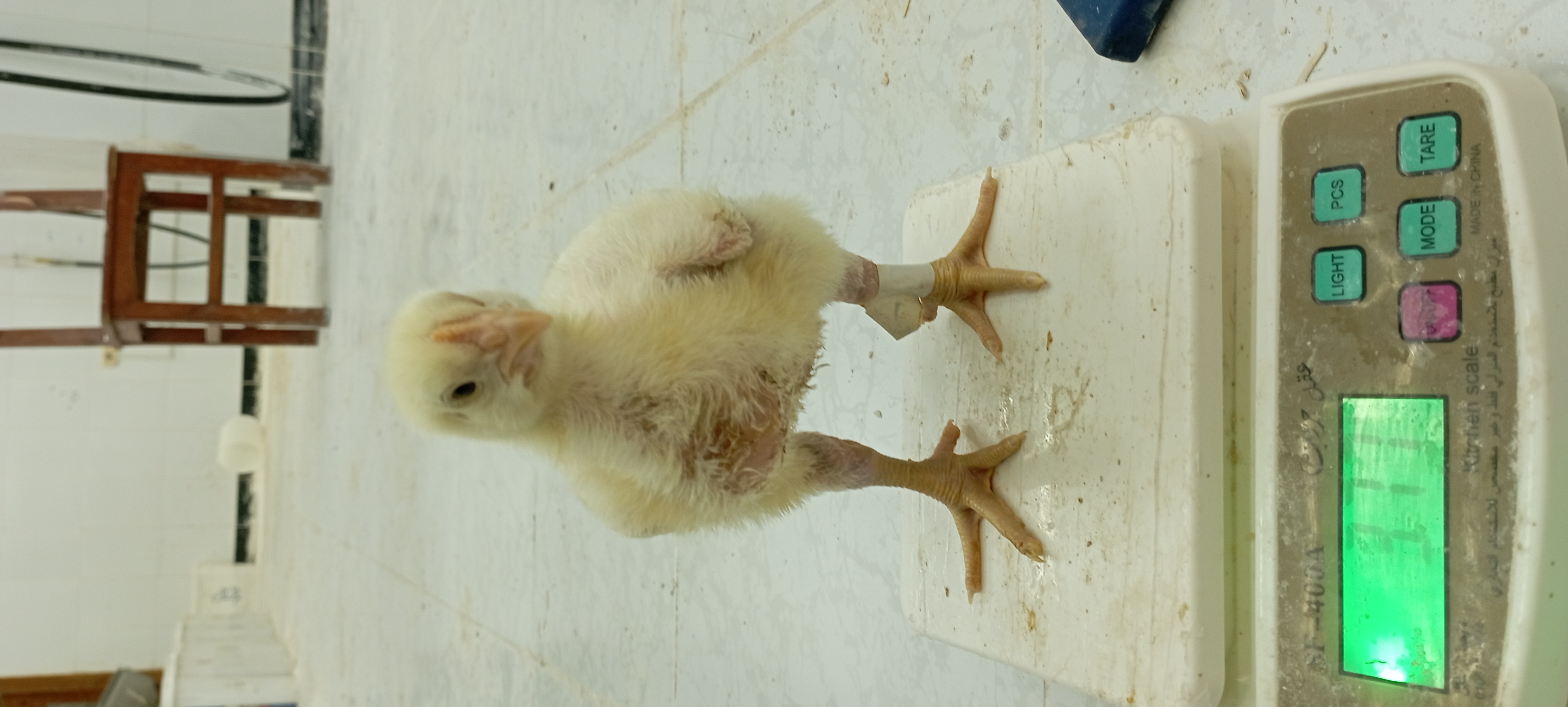 Poultry Detection For Counter Object Detection Dataset And Pre Trained