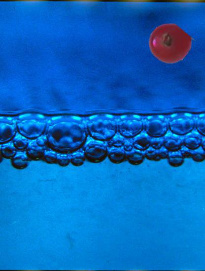 fruit Object Detection Model by wonjoo