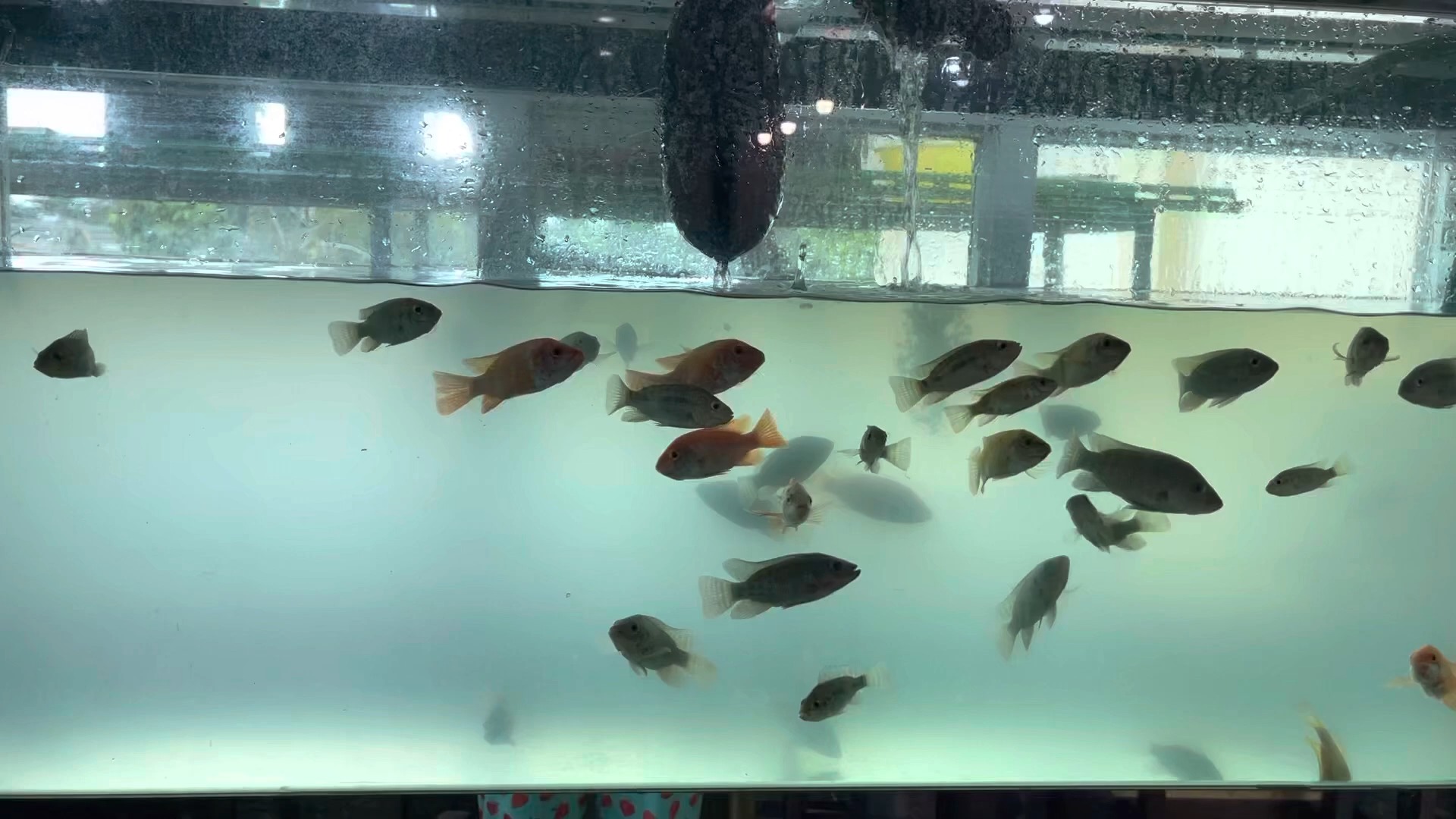 TIlapia Detection Object Detection Dataset and Pre-Trained Model by kk