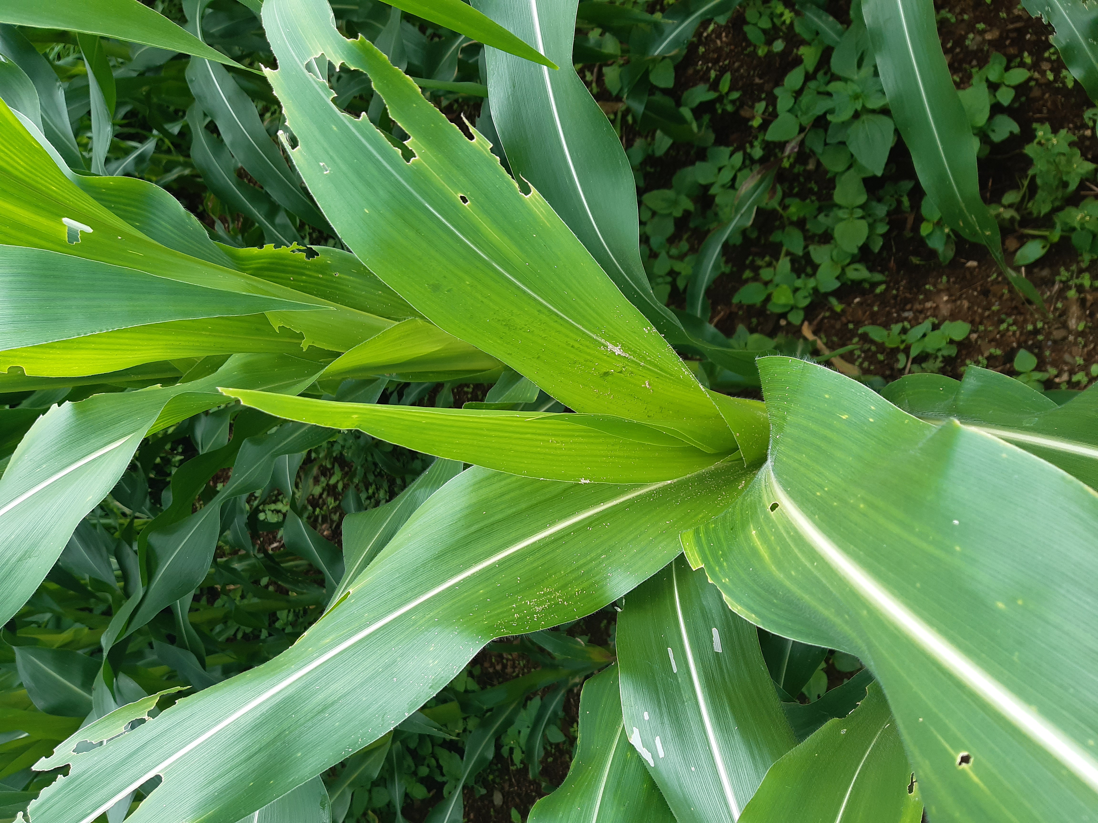 COMPUTER VISION DWI (computer-vision-dwi-0voaj) - Roboflow Universe