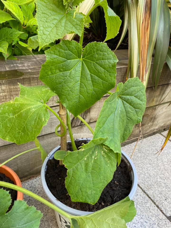 cucumber-leaves Object Detection Dataset by SmartAgriculture