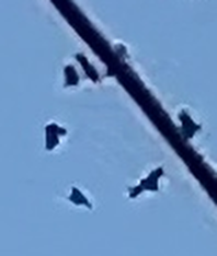 0217 Bird Swarm Object Detection Dataset by NYS