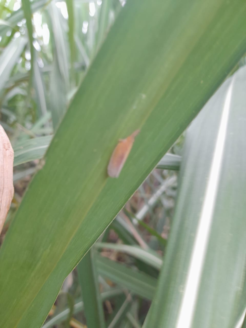 Sugarcane_Pyrilla Instance Segmentation Model by SugarcanePyrilla