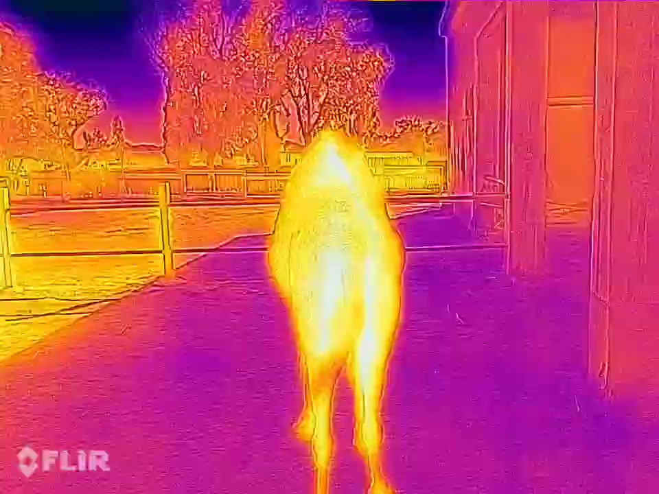 Detection Object Detection Dataset And Pre Trained Model By Project