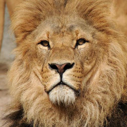 Animals in Colors Classification Dataset by Colors Project