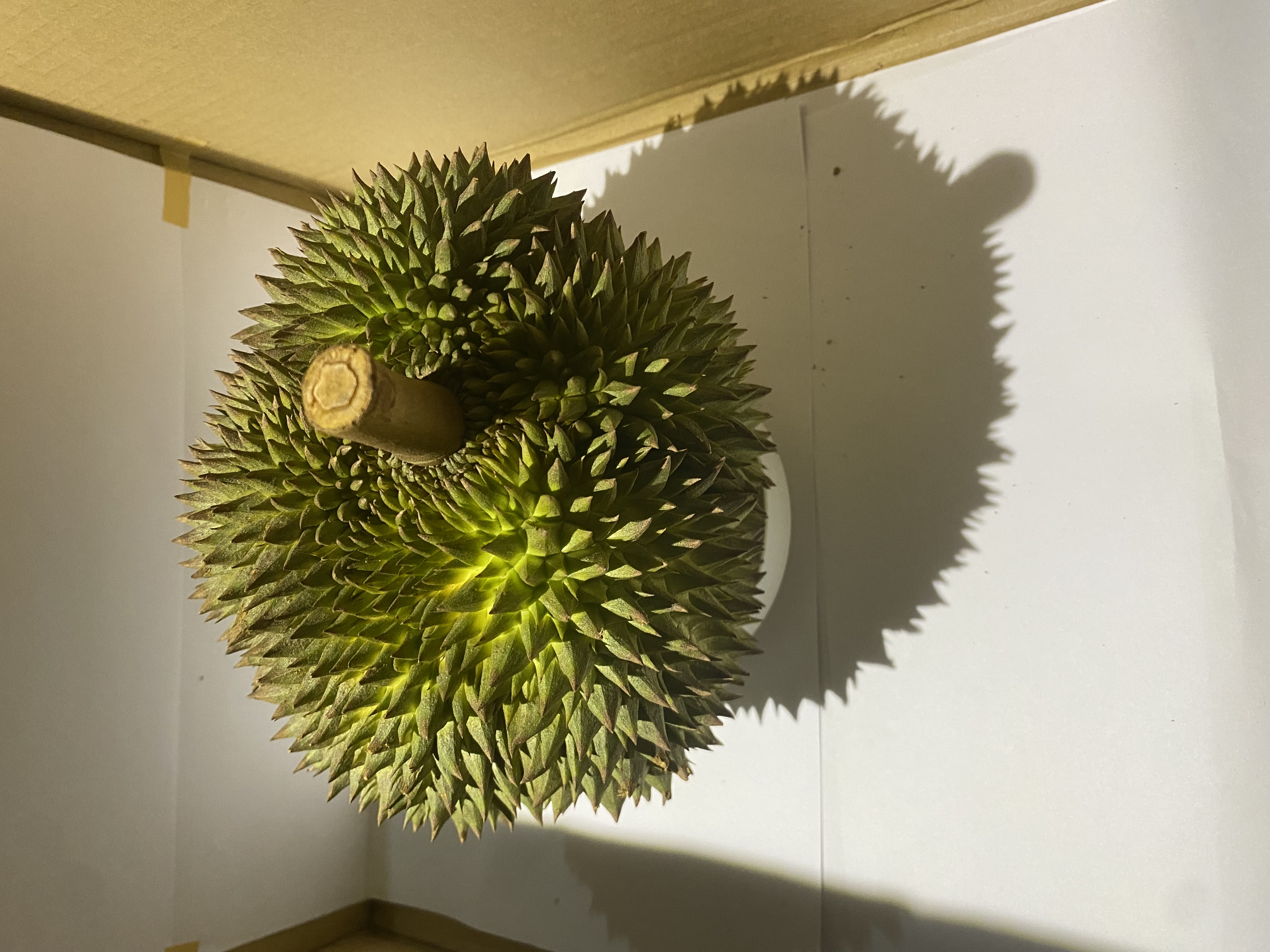 durian immature Object Detection Model (v1, 2024-05-29 4:47pm) by ejay