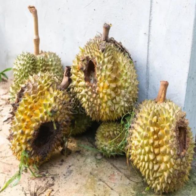 damage durian Object Detection Model by ejay