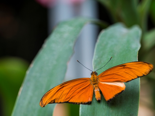 Butterfly Object Detection Dataset And Pre Trained Model By King